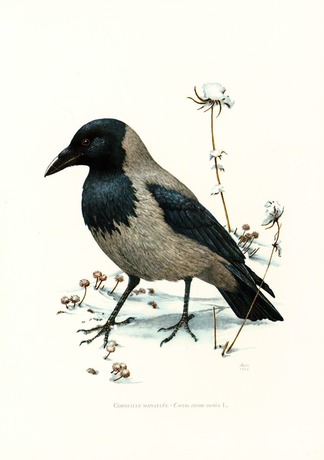1961 Hooded Crow Vintage Bird Print Ornithology Nature Wall - Etsy
