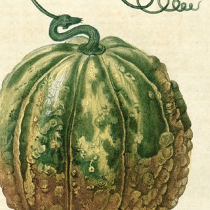 1814 Pumpkin Cucurbita Pepo Antique Print, Fruit Vegetable Plant ...