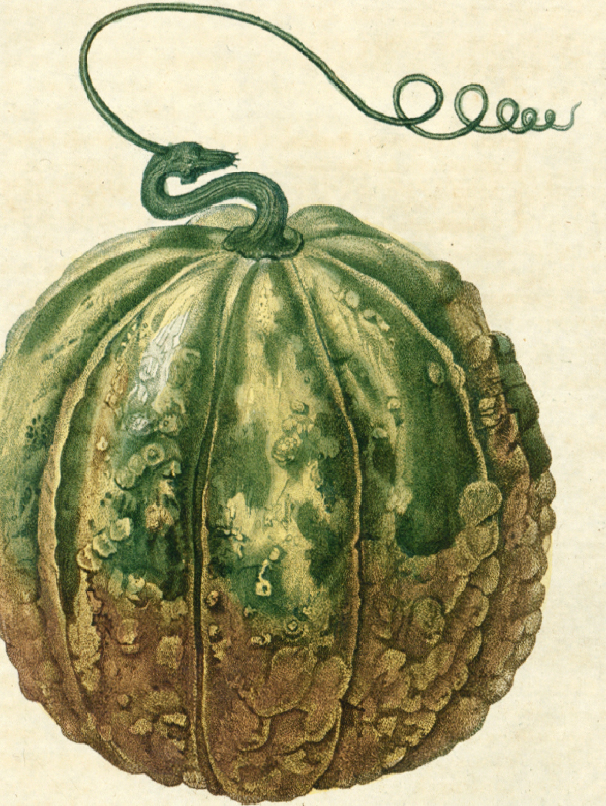 1814 Pumpkin Cucurbita Pepo Antique Print, Fruit Vegetable Plant ...