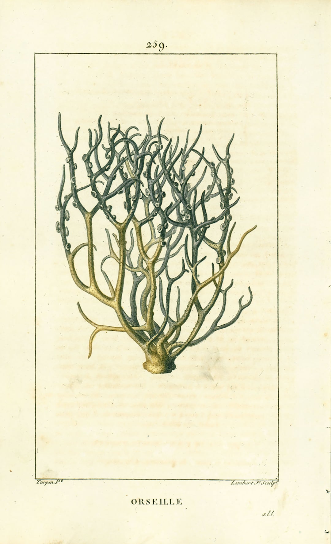 1831 Antique Lichen Roccella Tinctoria Botanical Medicinal Plant Drug ...