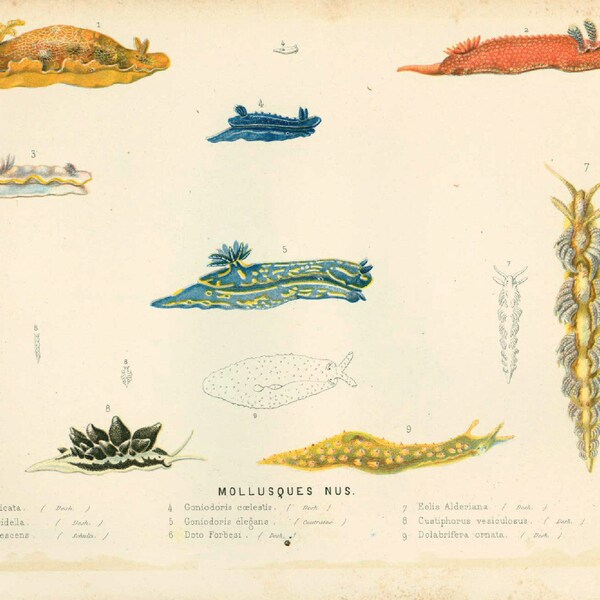 Marine Biology Print - Etsy