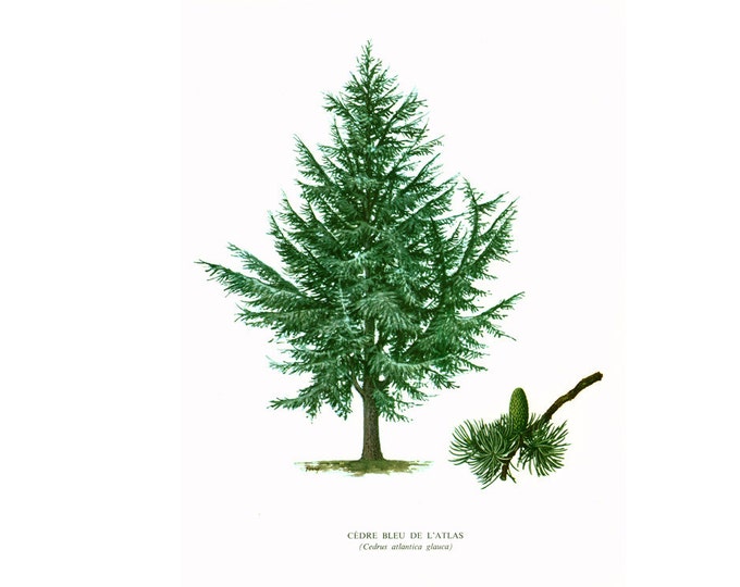 1967 Atlas Cedar Print Vintage Botanical Illustration Wall Art Home ...