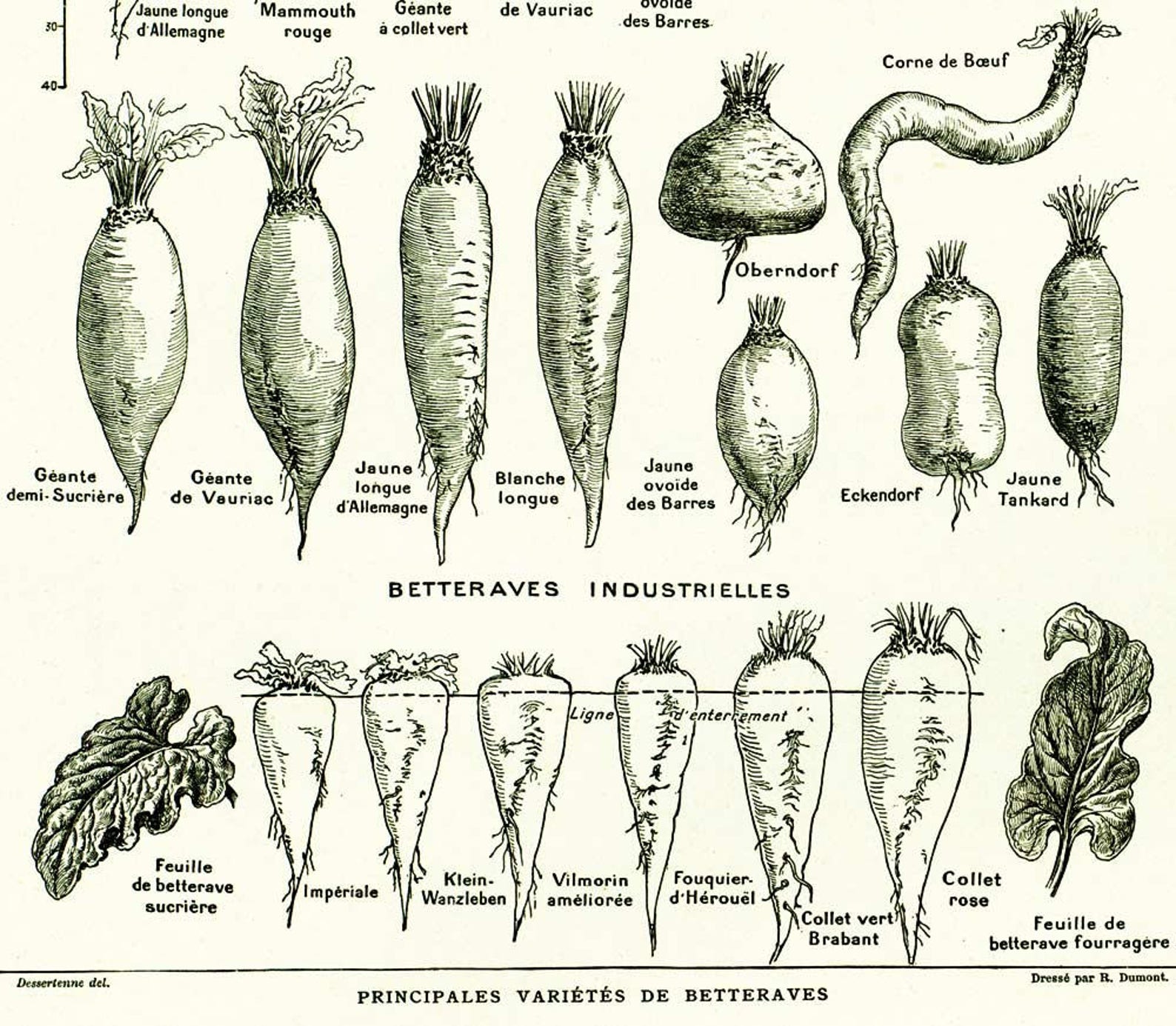 1922 Antique Beetroot Print Sugar Beet Cultivar Vegetables - Etsy