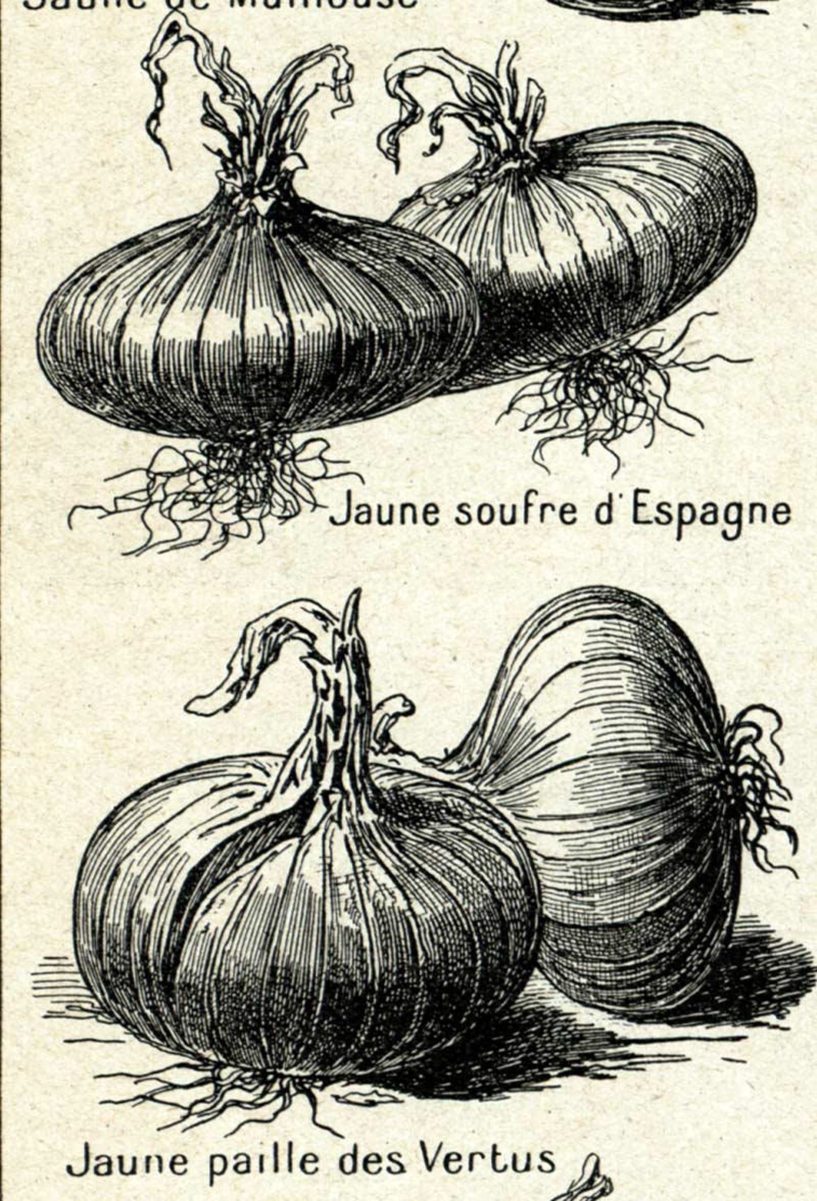 1922 Onion Chart Vintage Vegetable Print Antique Onion Print | Etsy