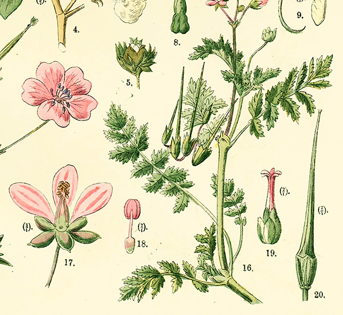 1885 Geranium and Malva Family Chart Gossypium Cotton Antique - Etsy