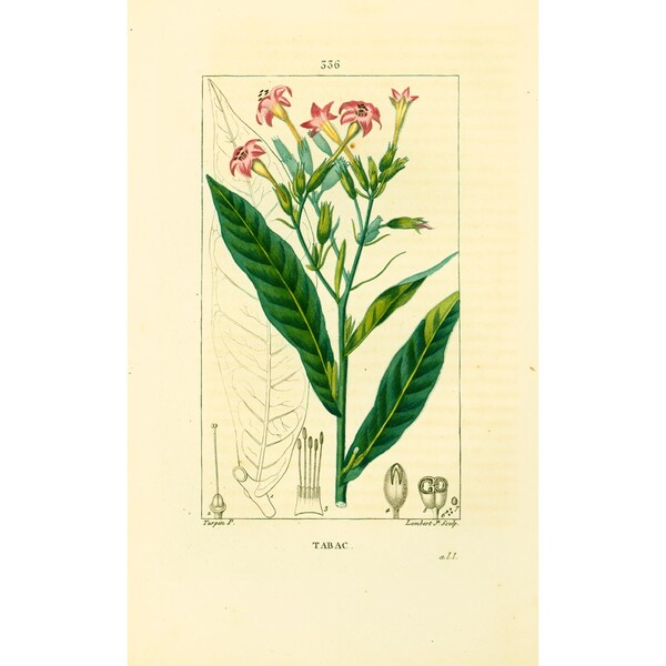 Antique Tobacco Etsy