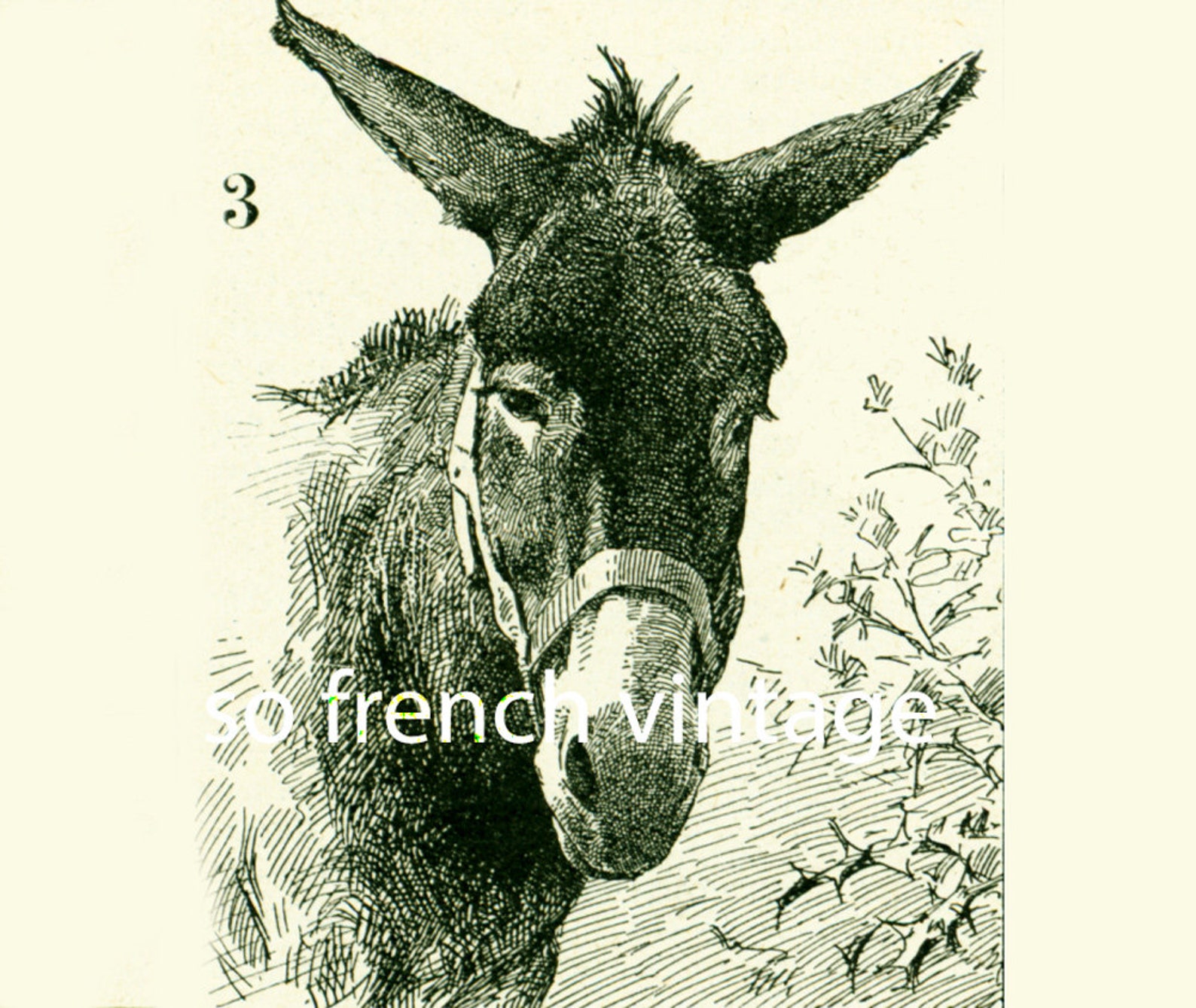 1922 Antique DONKEY Print. Vintage FRENCH PRINT. Scrapbooking. Larousse ...