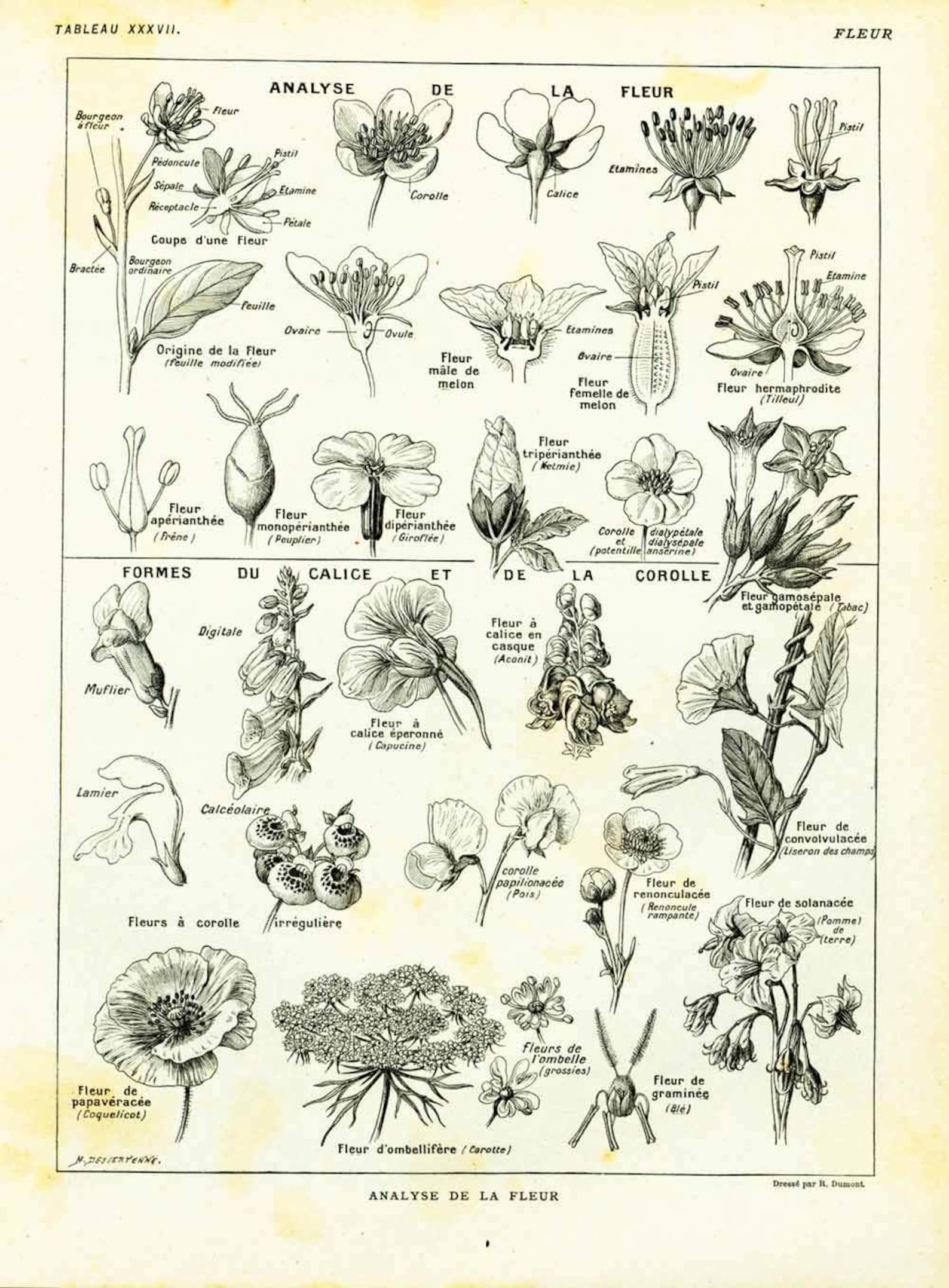 1922 Anatomie d'une fleur Botanique Physiologie Structure - Etsy France