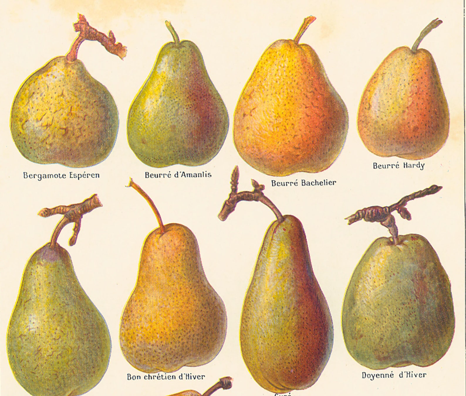 1922 Antique Pear Print Pears Wall Art Vintage Lithograph | Etsy