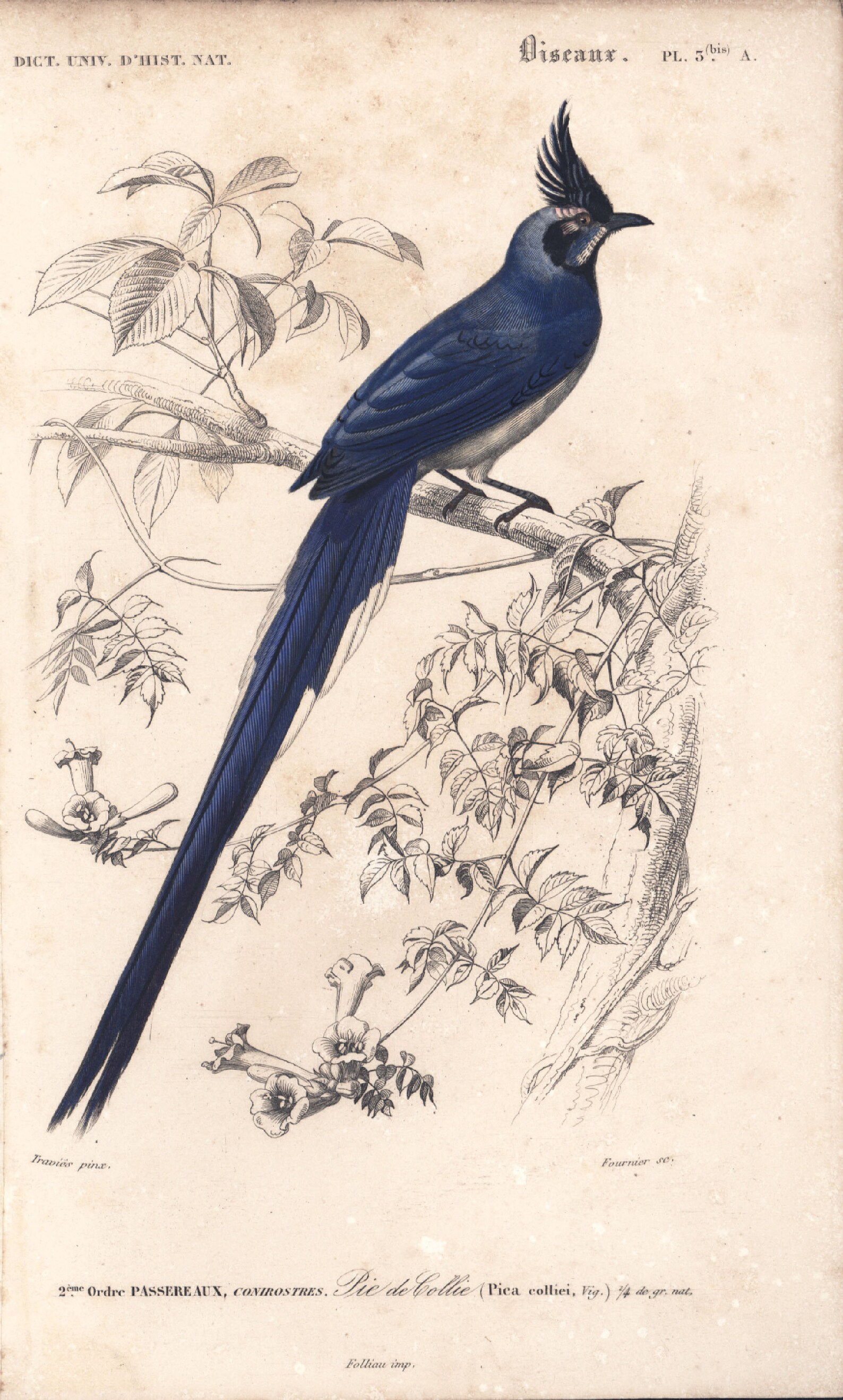 1861 Blue Magpie Antique Hand Colored Engraving French - Etsy