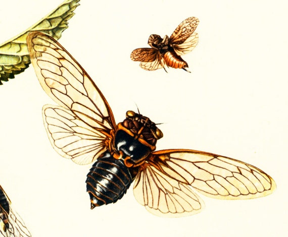 Vintage Cicada Illustration