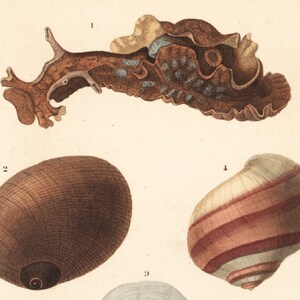 1861 Shells Bulla by Ch. Orbigny Original Antique Print Handcolored ...