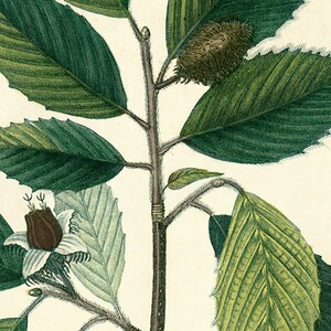 1814 Antique European Beech Leaf Tree Print Plant Natural History ...