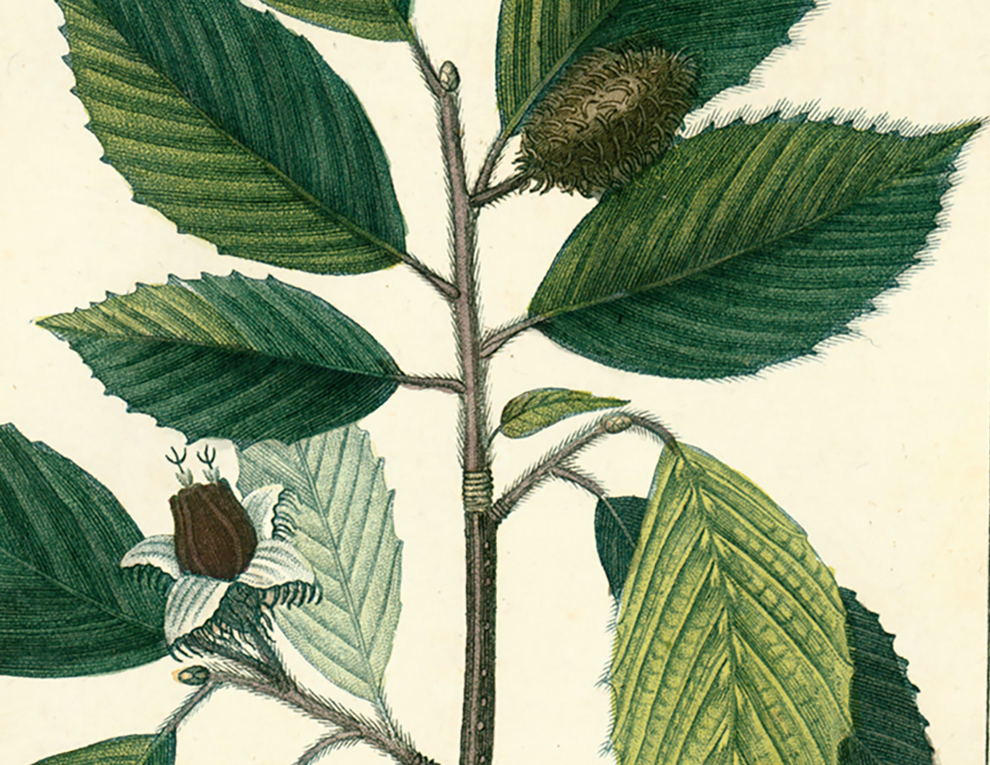 1814 Antique European Beech Leaf Tree Print Plant Natural History ...