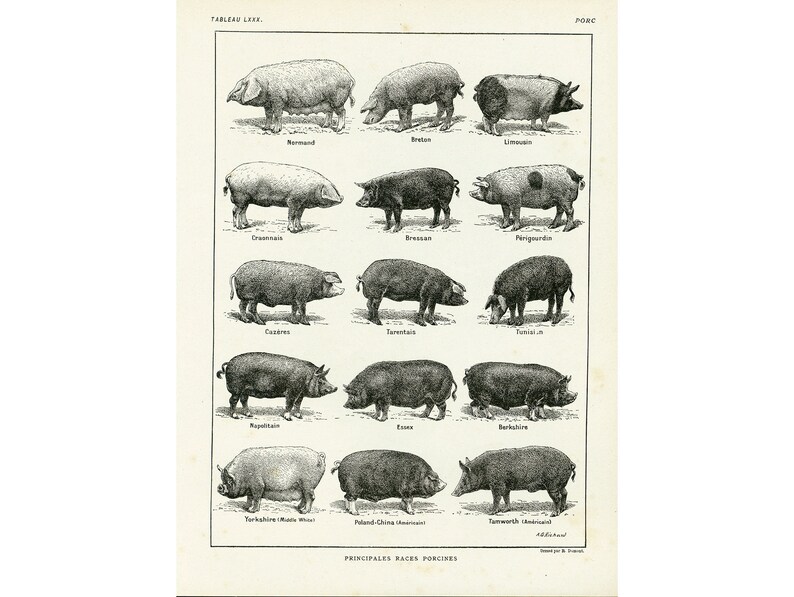 1922 Antique PIG Print, Swine, Hogs, Vintage Farm Animals, Original ...