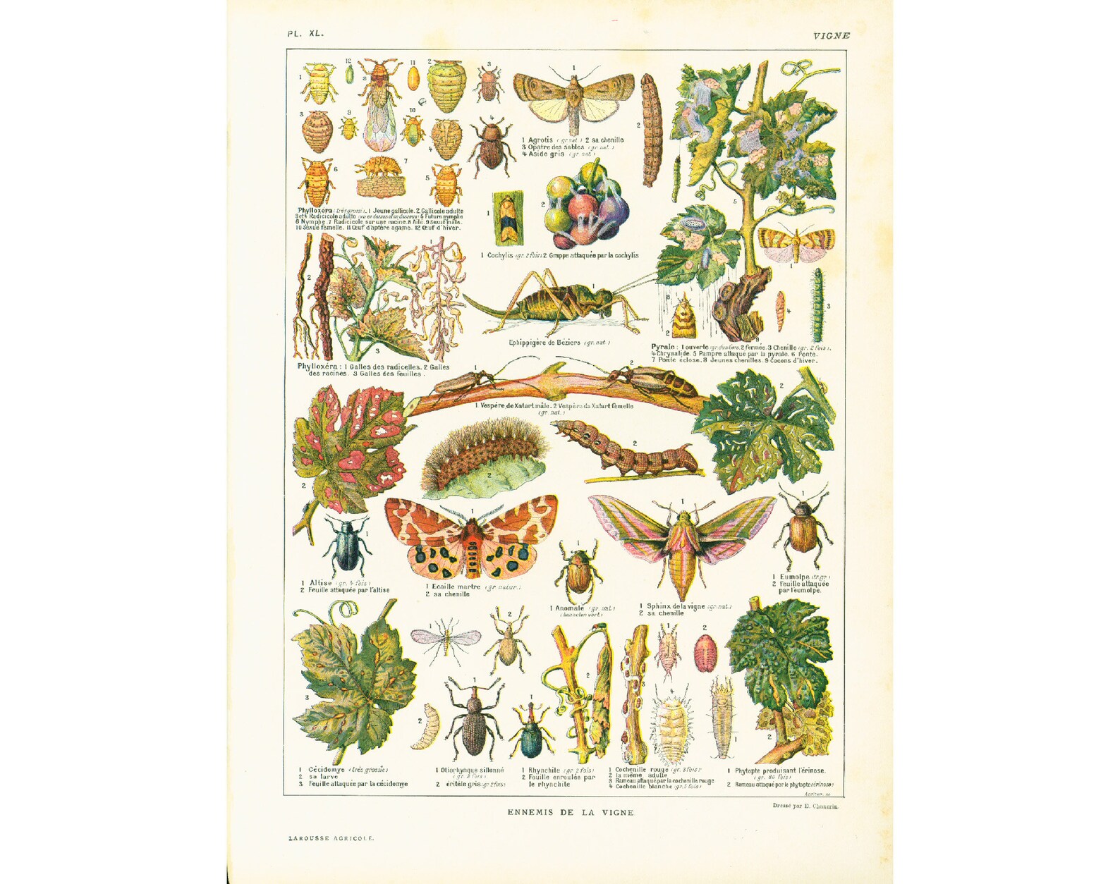 1922 Large Antique Grapes Vine Plant Print. Diseases. Pests. Butterfly ...