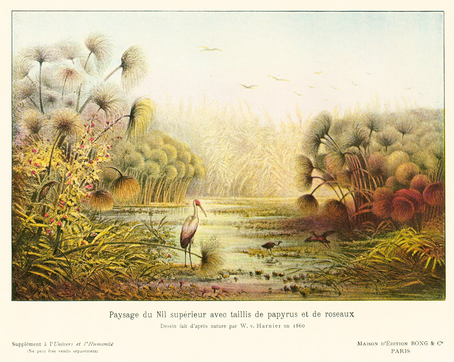 1908 Antiquenile River Landscape Ibis Heron Cyperus Papyrus - Etsy