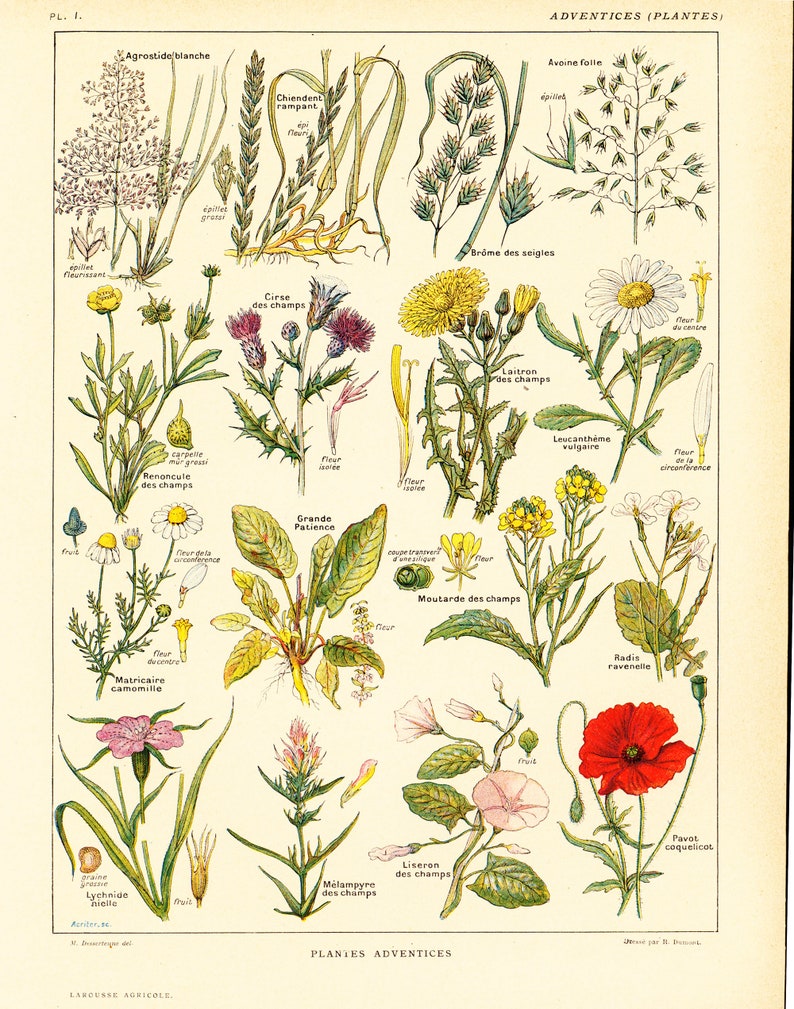 1922 Antique Botanical Print of Medicinal Herbs. Chart - Etsy