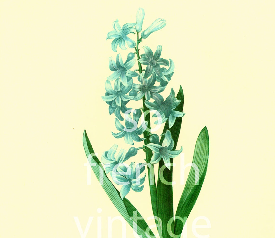 Blue Hyacinth Large Size Illustration Redoute French Botanical Print - Etsy