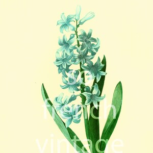 Blue Hyacinth Large Size Illustration Redoute French Botanical Print - Etsy