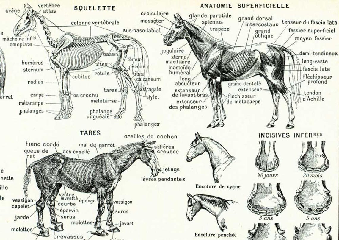1933 Race de Chevaux Anatomie Cheval Planche originale - Etsy France