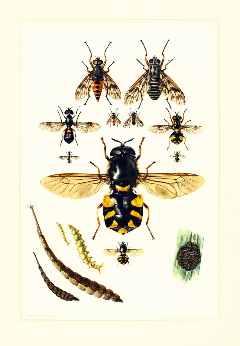 1960 Vintage Soldier Flies Stratiomyidae Print. Life Cycle Fly ...