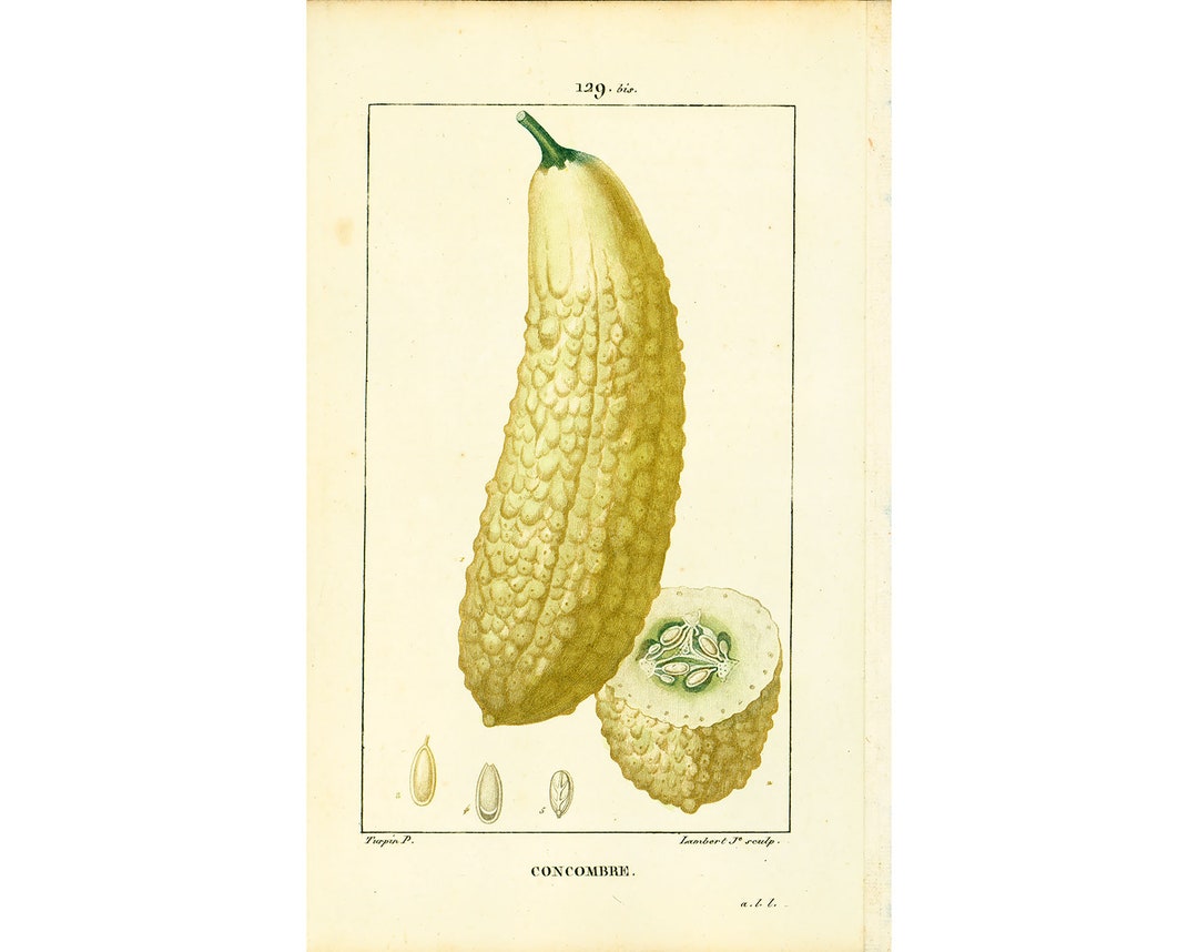 1814 Antique Cucumber Cucumis Sativus Print Vegetable Veggie Fruit ...