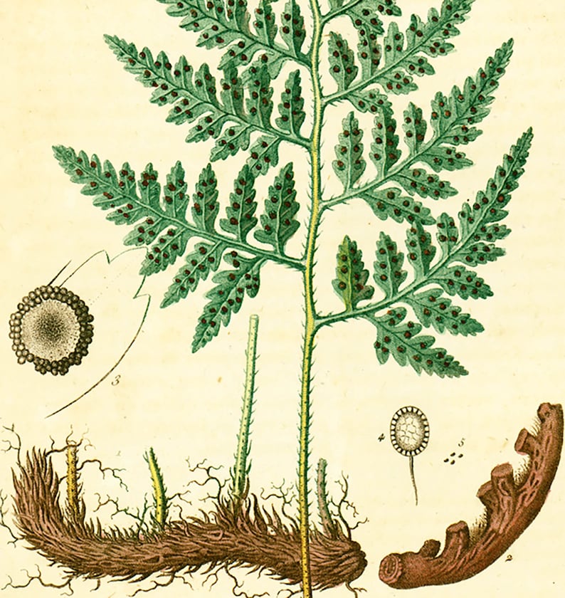 1814 Calaguala Kalawalla Ferns Antique Print Herbalism Plant - Etsy
