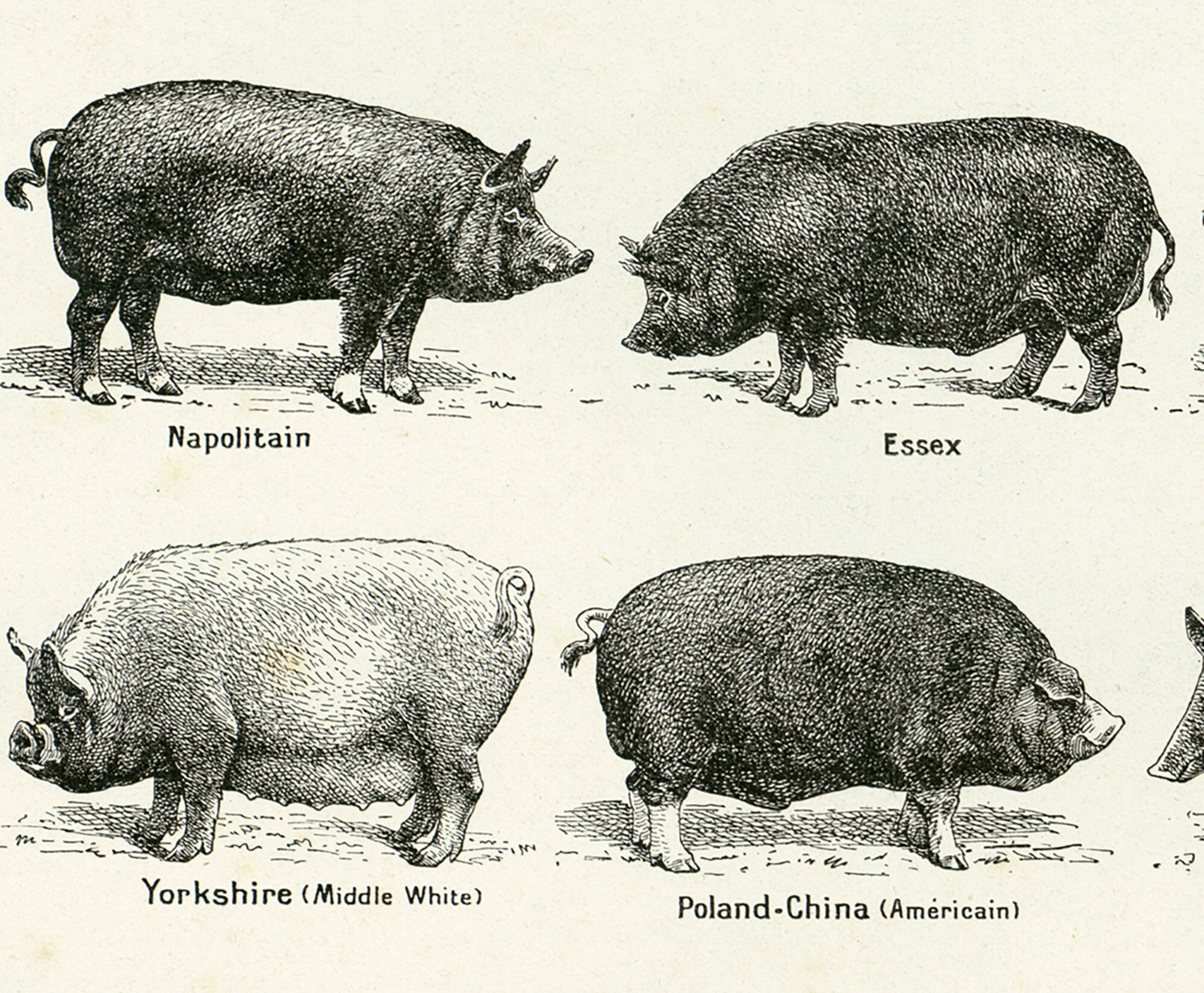 1922 Antique PIG Print Swine Hogs Vintage Farm Animals | Etsy