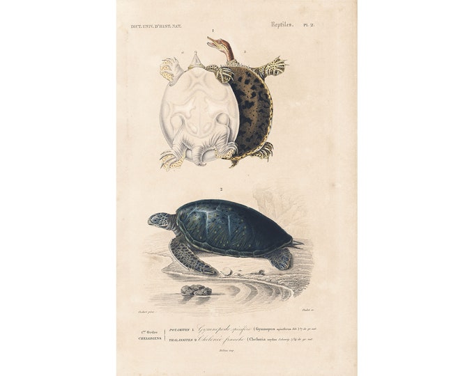 1861 Reptiles Tortoises Terrapin Blue Sea Turtle by Ch. - Etsy