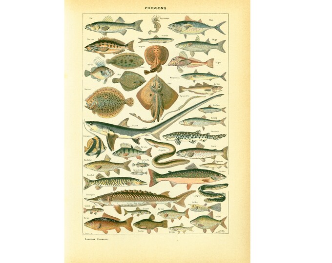 1930 Antique Fish Chart Ichtyology Identification Authentic 1930s Print ...