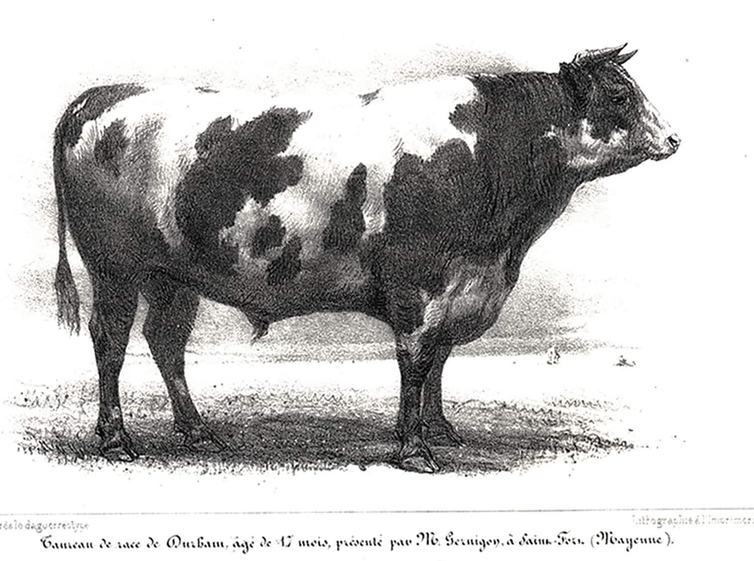 1853 Durham Bull Antique Cow Breeds Print Taurine Beef Cattle Farming ...