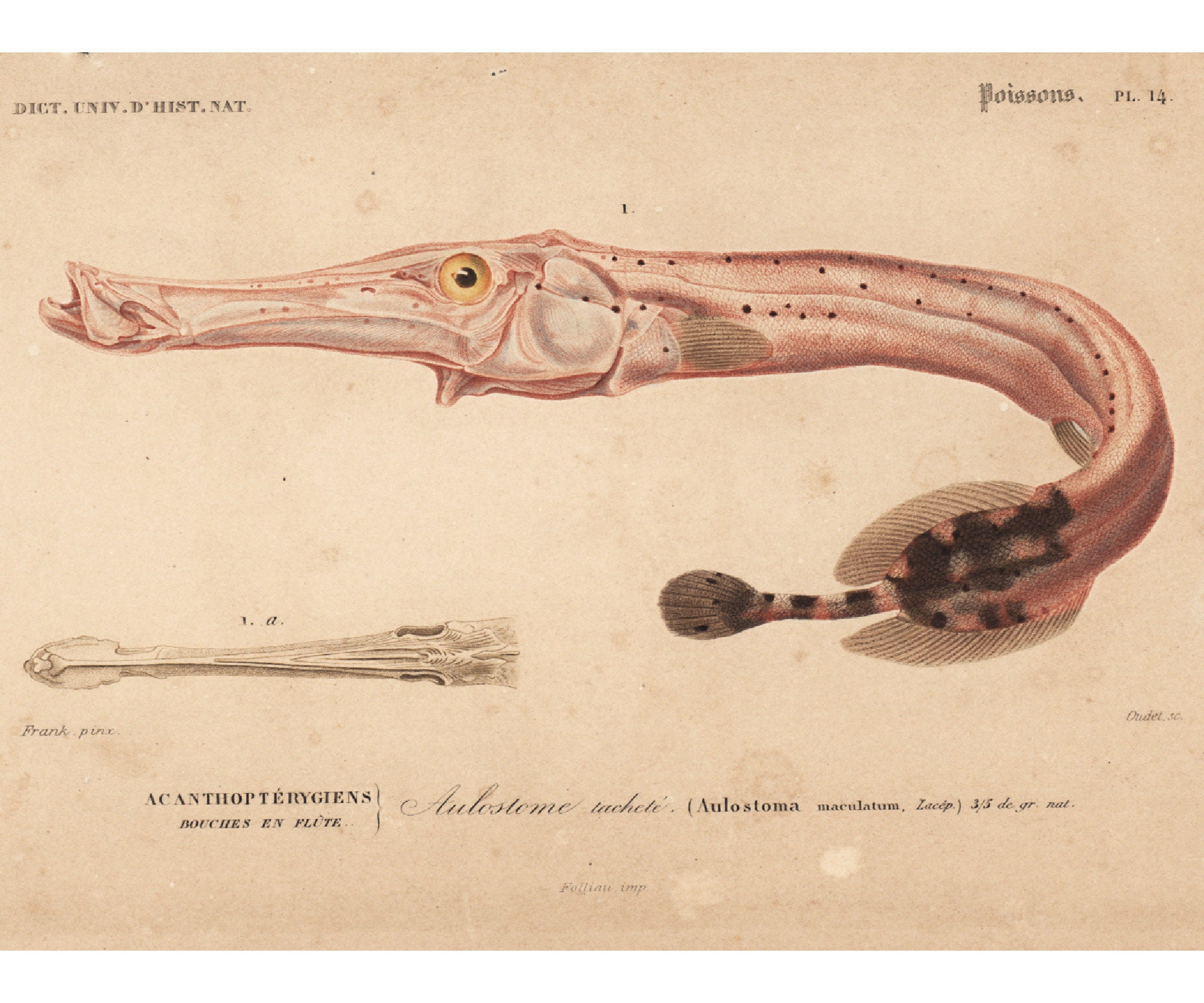 Trumpet Fish Drawing