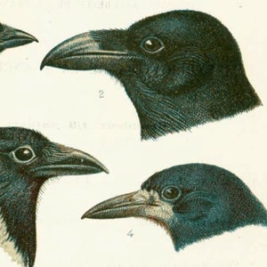 1890 Raven Black Crow Magpie Hoopoe Jackdaw Hooded Crow Beak Feather ...