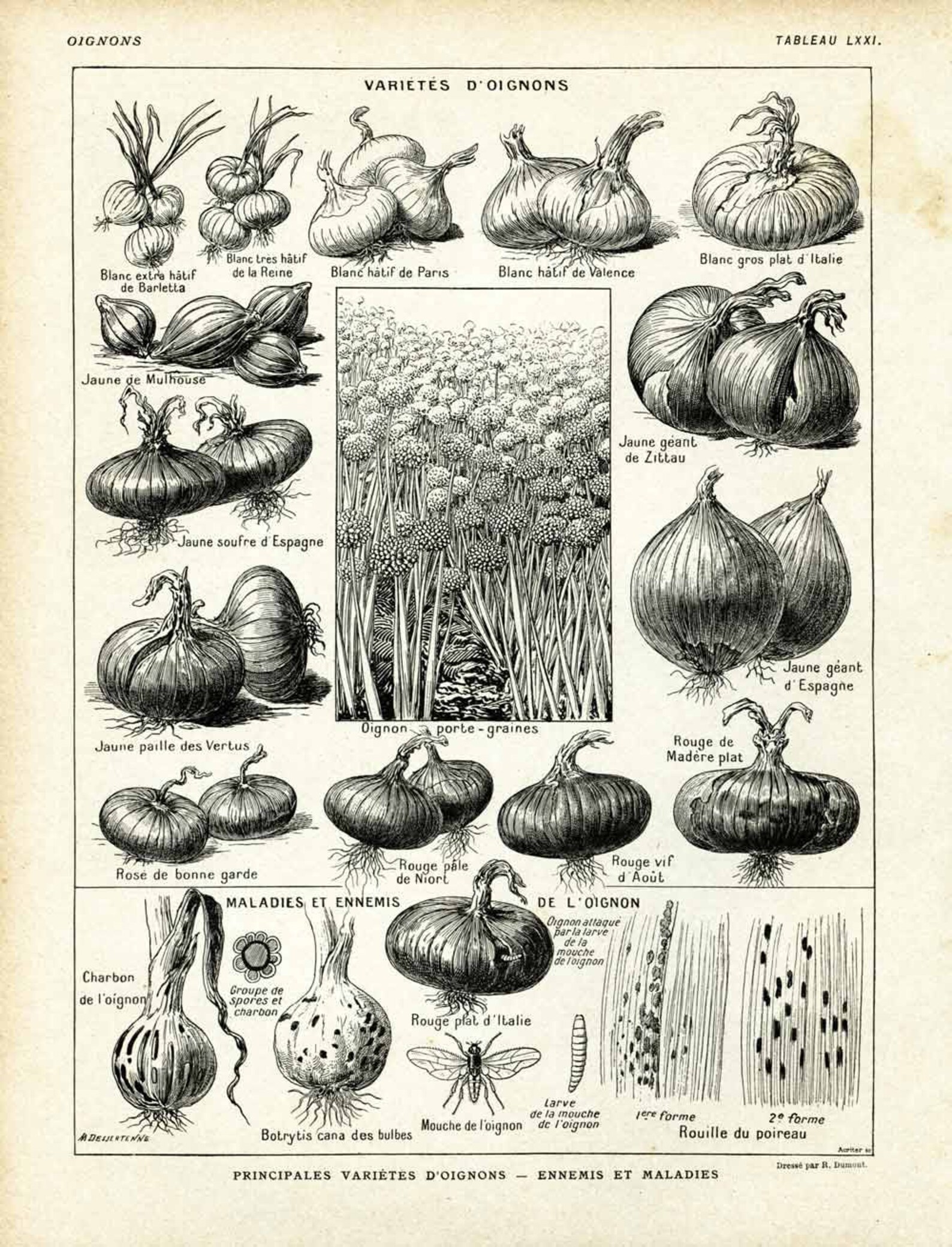 1922 Onion Chart Vintage Vegetable Print Antique Onion Print | Etsy