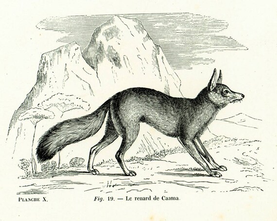 Andean Wolf