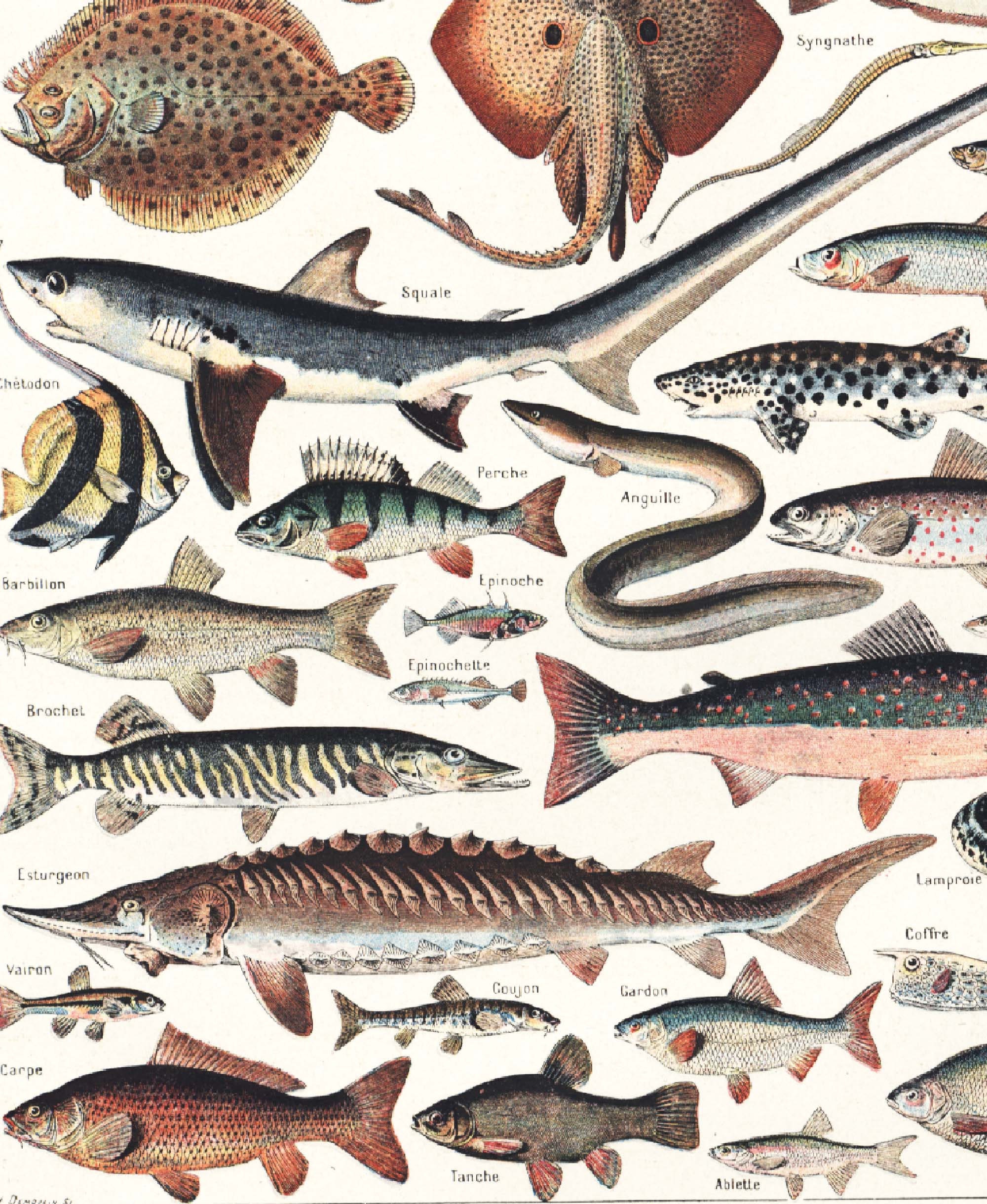 1930 Antique fish chart Ichtyology Identification 1930s print Fish ...