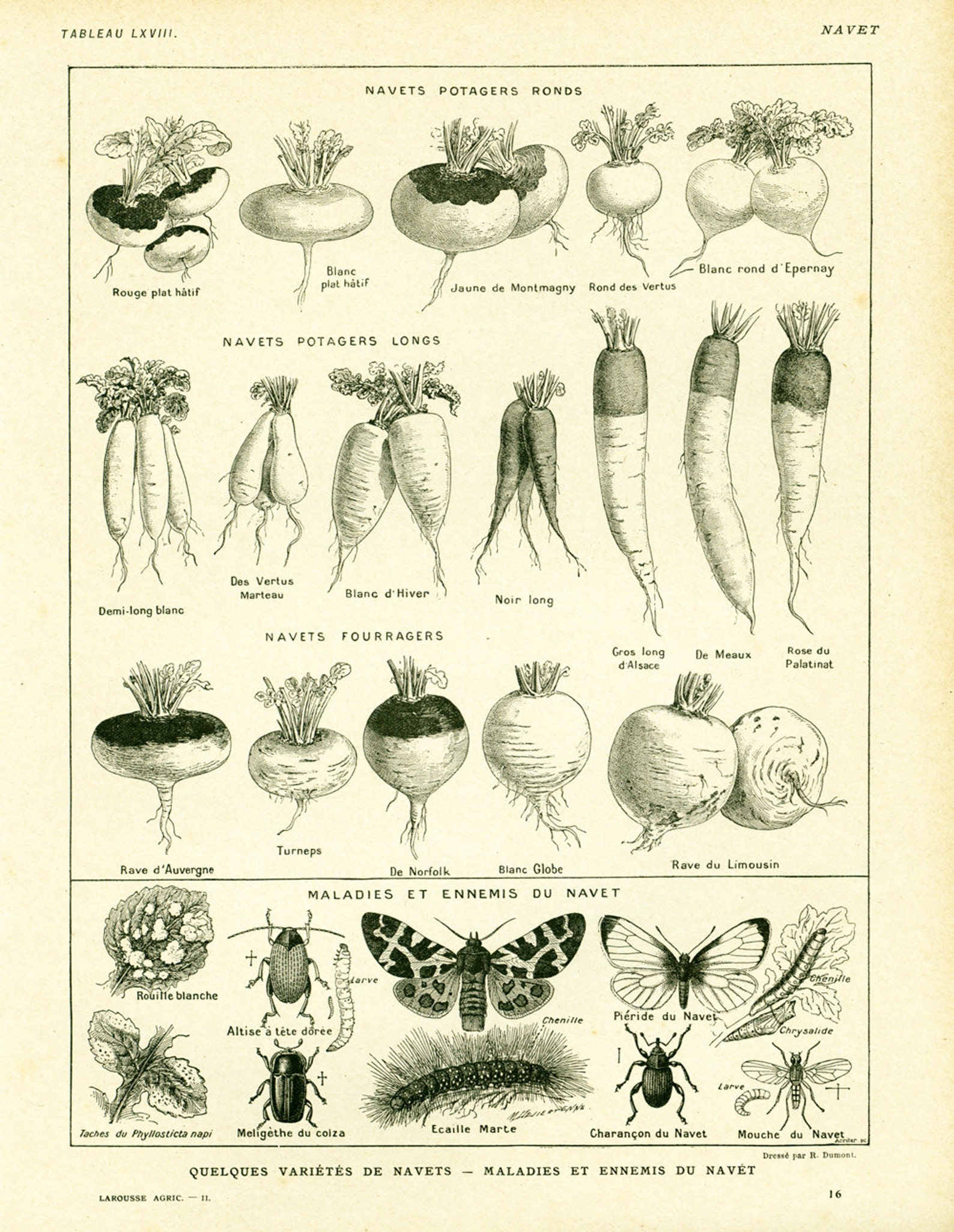 1922 Vintage Vegetable Print, Antique Turnip Print, Root Veg, Original ...