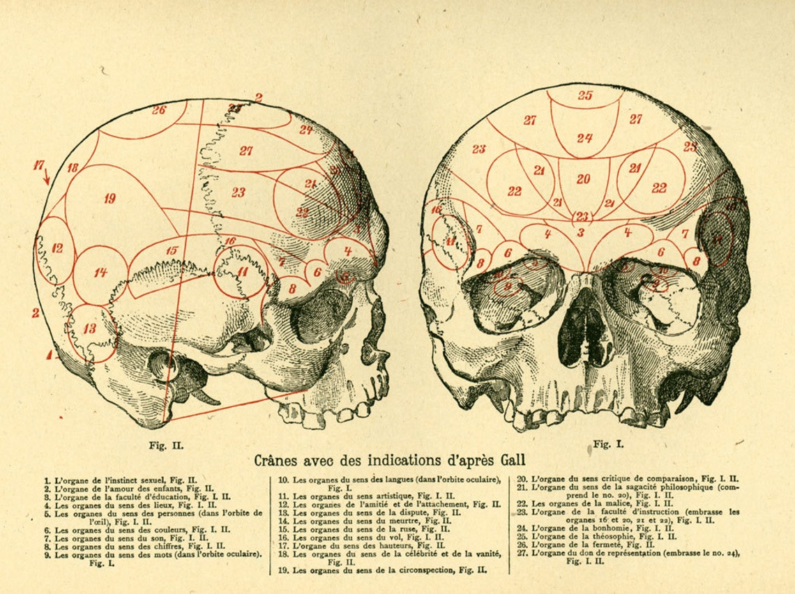 1908 Antique Skull Print Human Anatomy Phrenology Original - Etsy