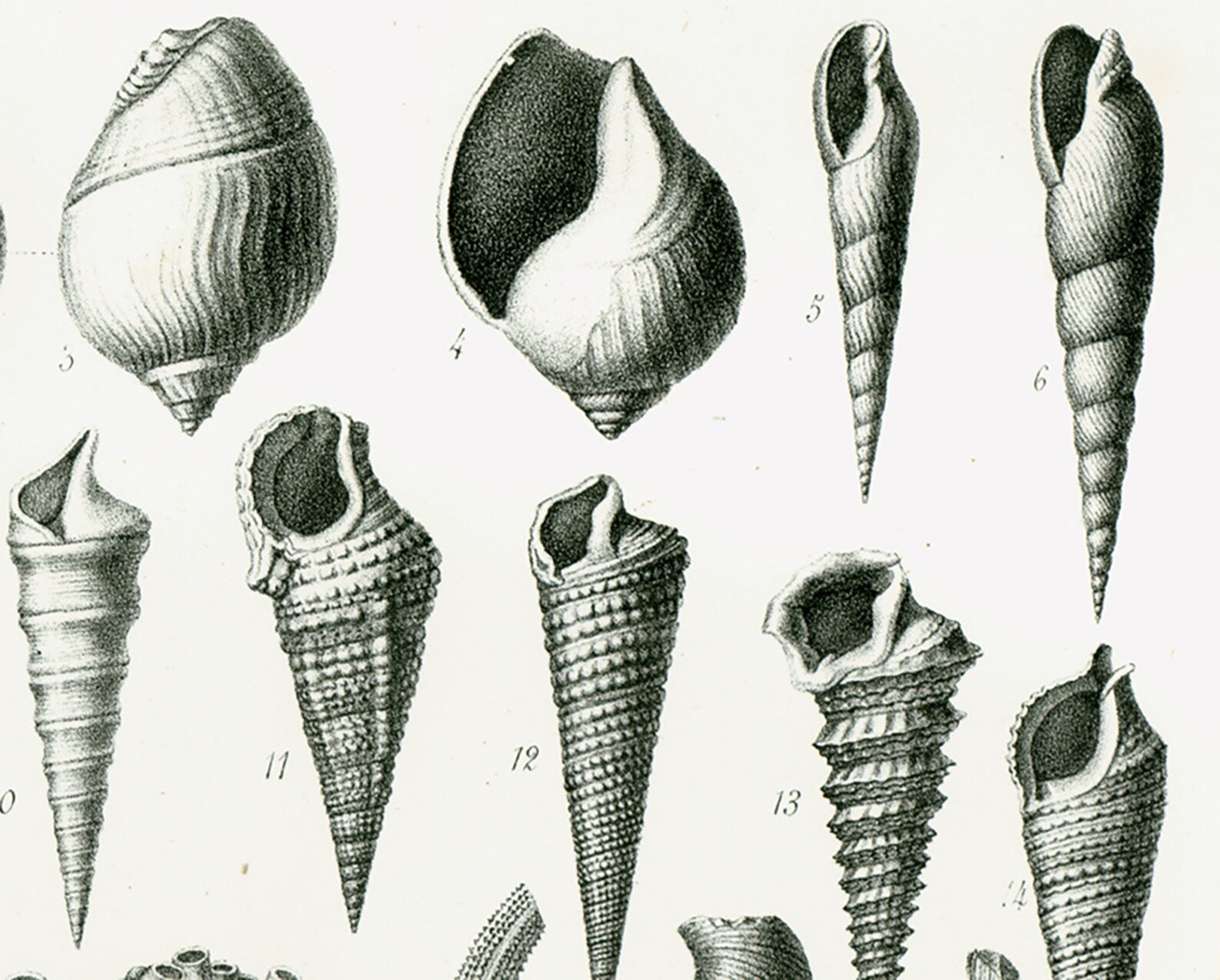 1853 Volutes Snail Whelks Shell Antique Fossil Molluscs XL Ocean Chart ...