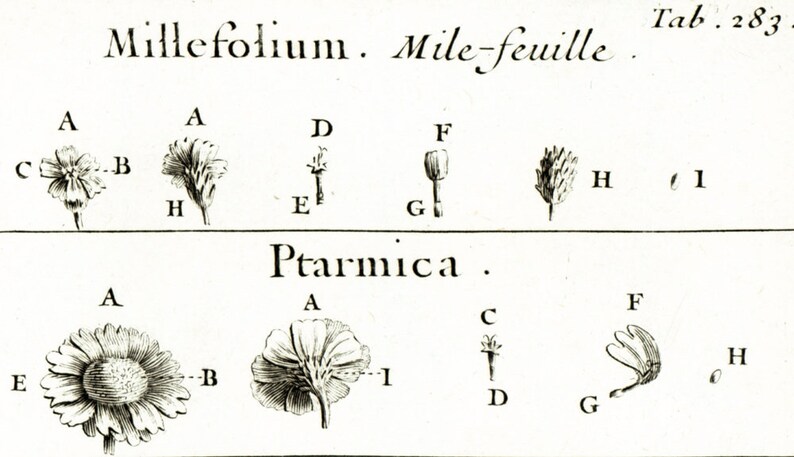 1797 Antique Yarrow Achillea Millefolium Medicinal Plant Lithograph ...