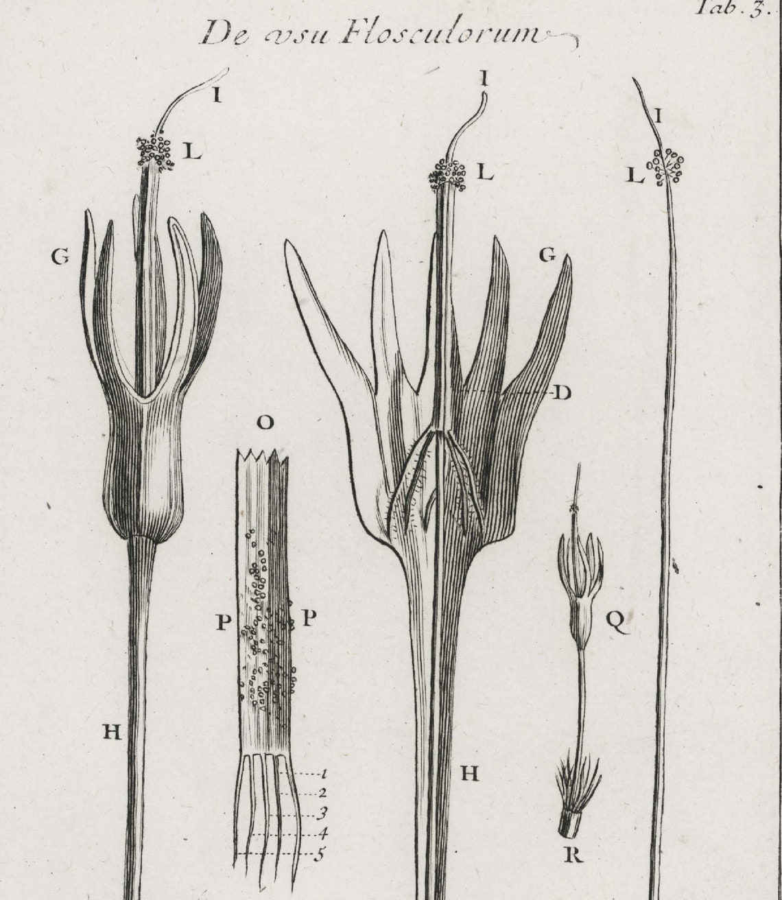 1797 Anatomy Flower Anther Ovary Stigma Ovule Morphology - Etsy