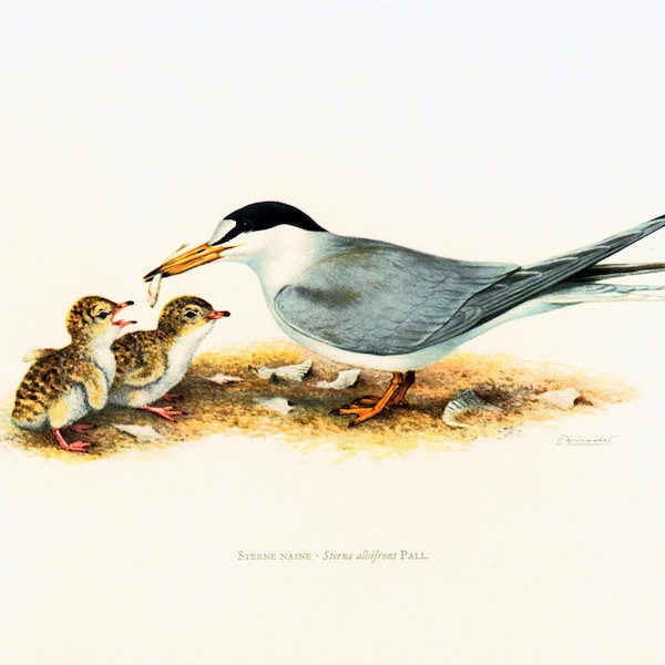 Sea Tern - Etsy