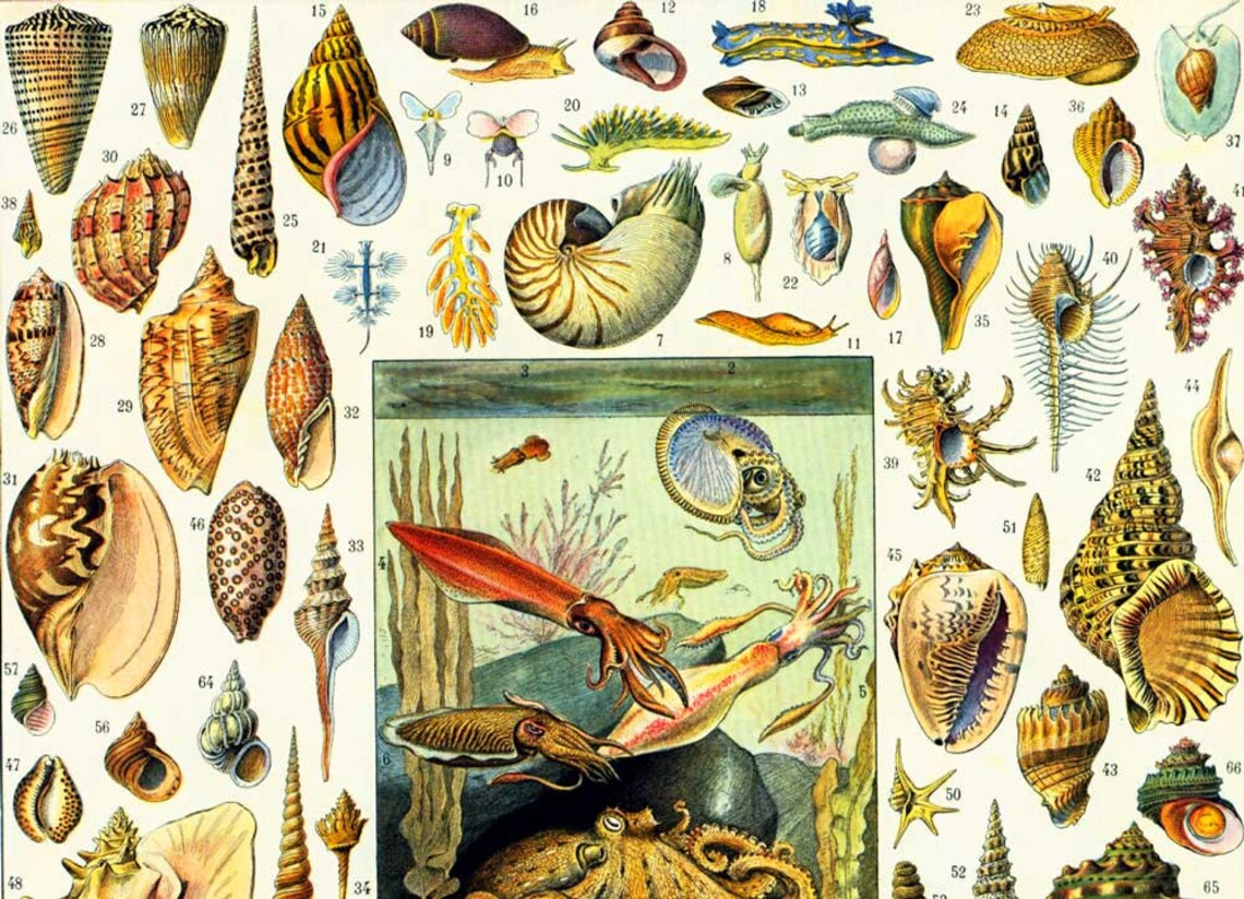 1933 Sea Life Antique Print Larousse Dictionary Shell | Etsy