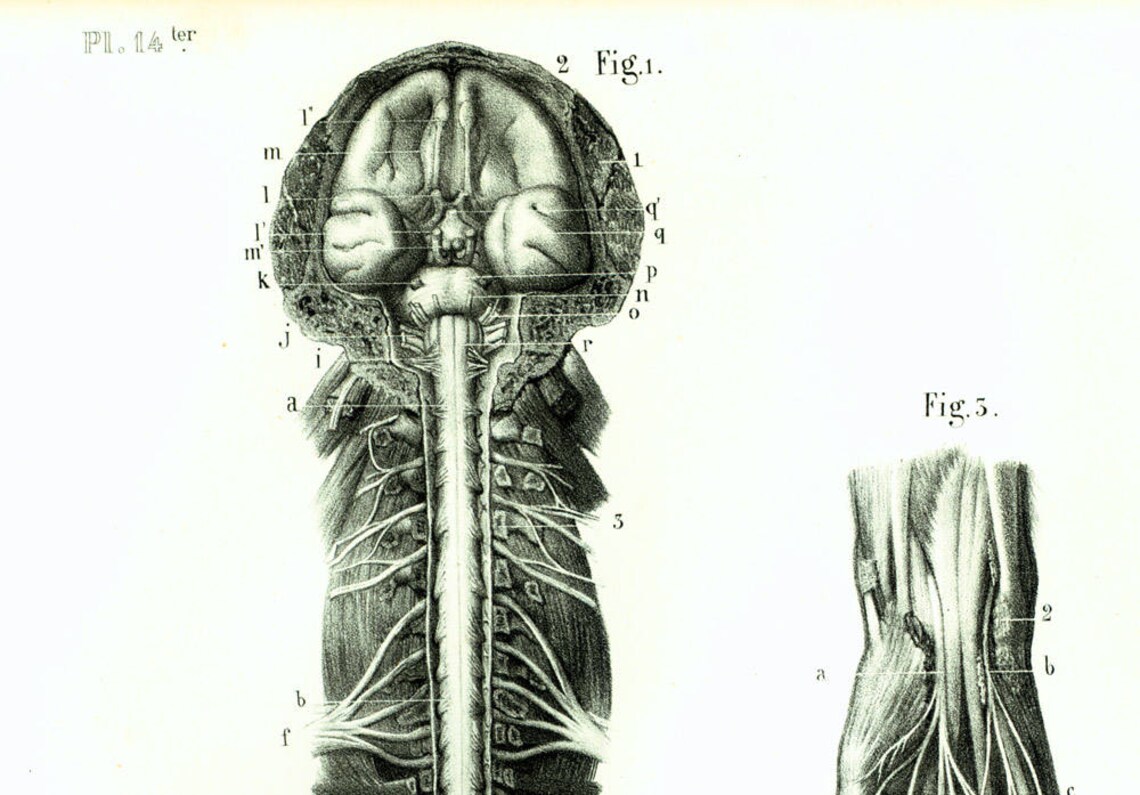 1854 Monkey Nervous System, Antique Veterinary Print XL, Animal Anatomy ...