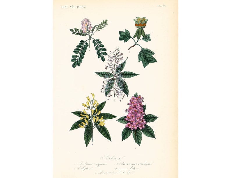 1864 Acacia Tulip Tree Chestnut Leaf Plant Anatomy Botanical | Etsy