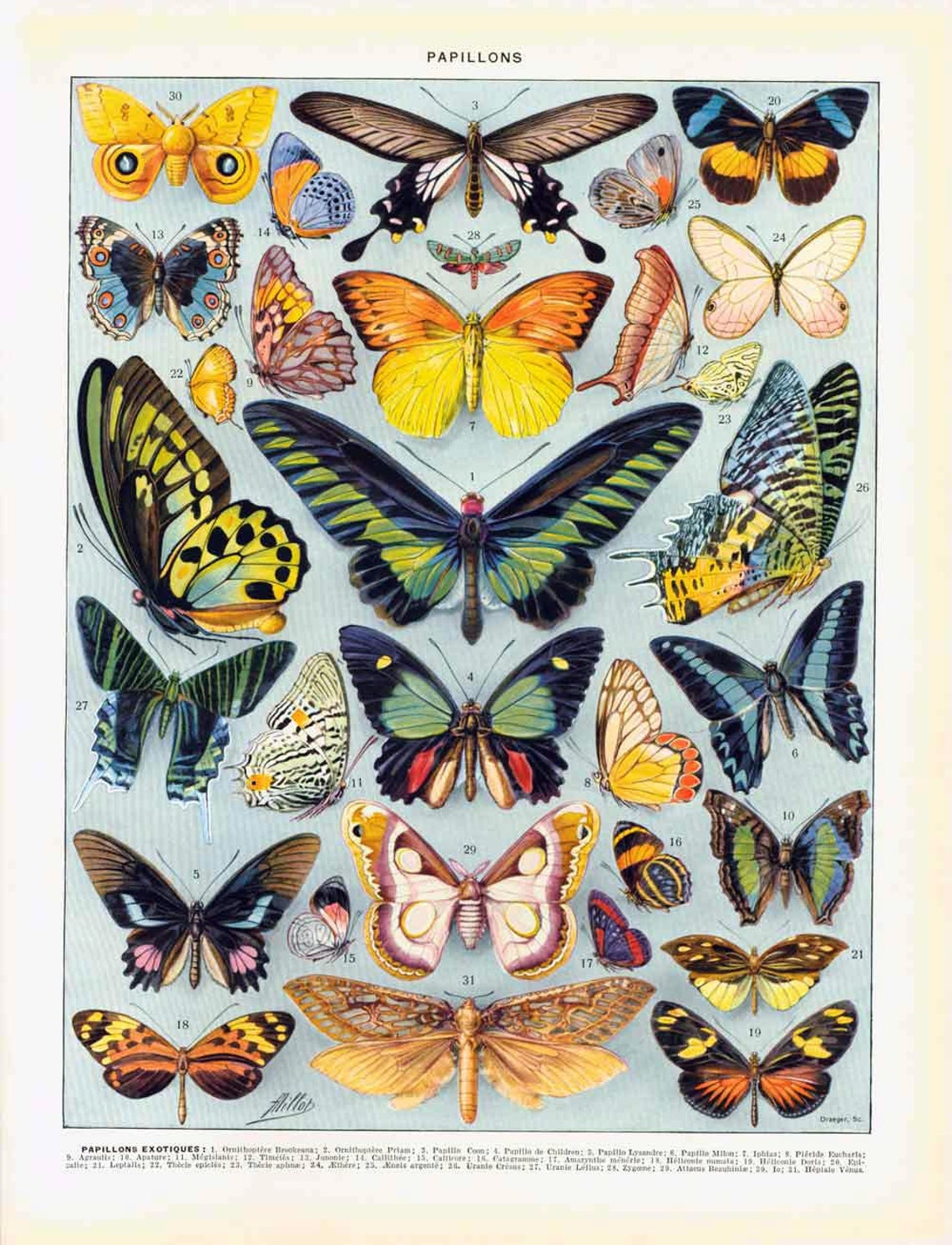 1933 Antique Butterfly identification Chart Print vintage | Etsy