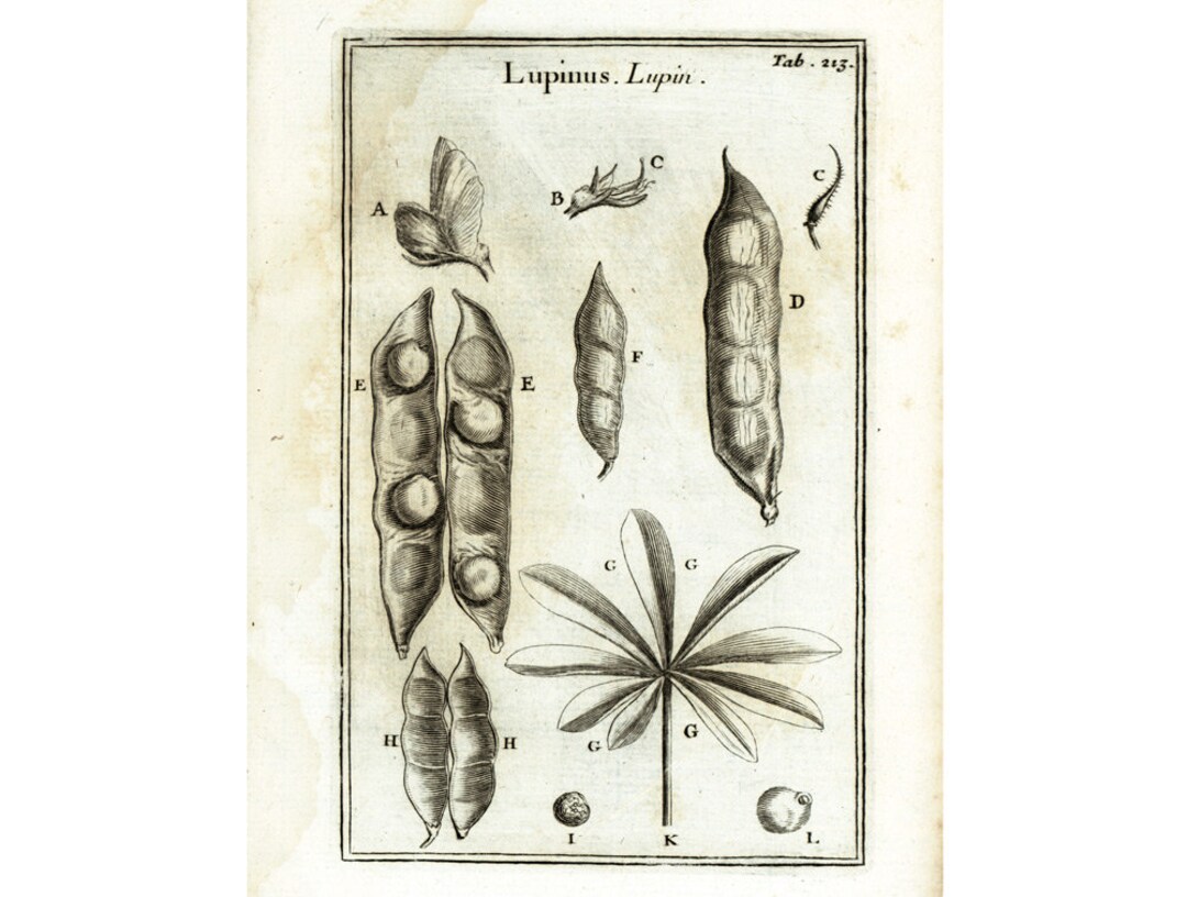 1797 Antique Lupin Bean Lupinus Lupine Flower Leaf Legume Seed Pulse ...