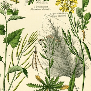 1869 Brassicaceae Cruciferae Cabbage Cress Brassica Rapa Family Flower ...