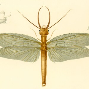 1861 Dobsonfly Orbigny Antique Print Hand Colored Great Quality Zoology ...